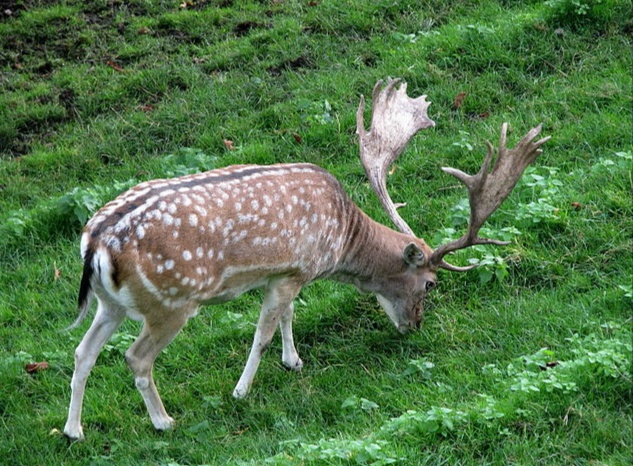 Gambar Rusa | Kumpulan Gambar