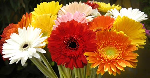 De Verde Casa: Como escolher gérberas que durem