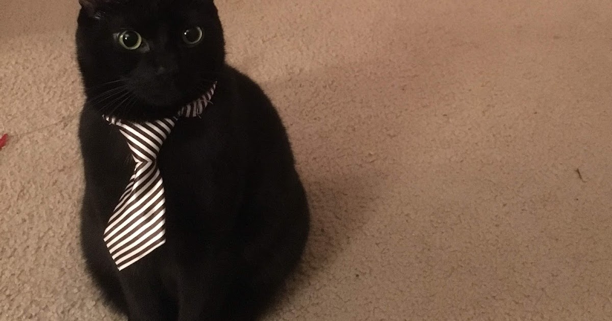 Funny cats - part 273 (40 pics + 10 gifs) | Amazing Creatures