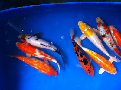 jumbismo planet: carpa ornamental(carpa vermelha,carpa chinesa)