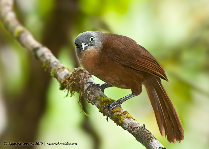 Incredible Srilanka: Ashy-headed laughing thrush (Garrulax cinereifrons)