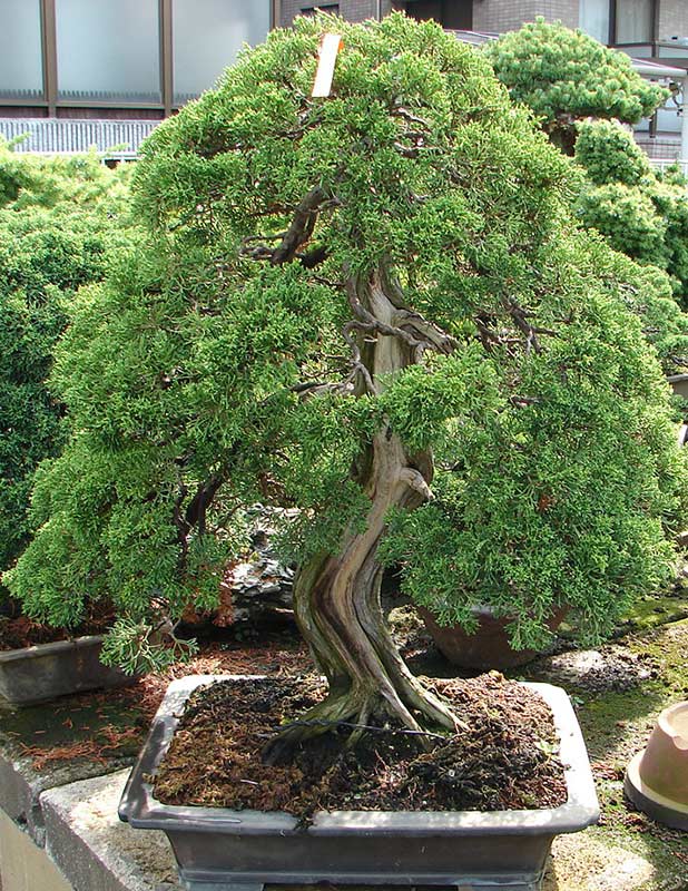 Walter Pall Bonsai Adventures: 30 Japanes trees for sale - German and ...