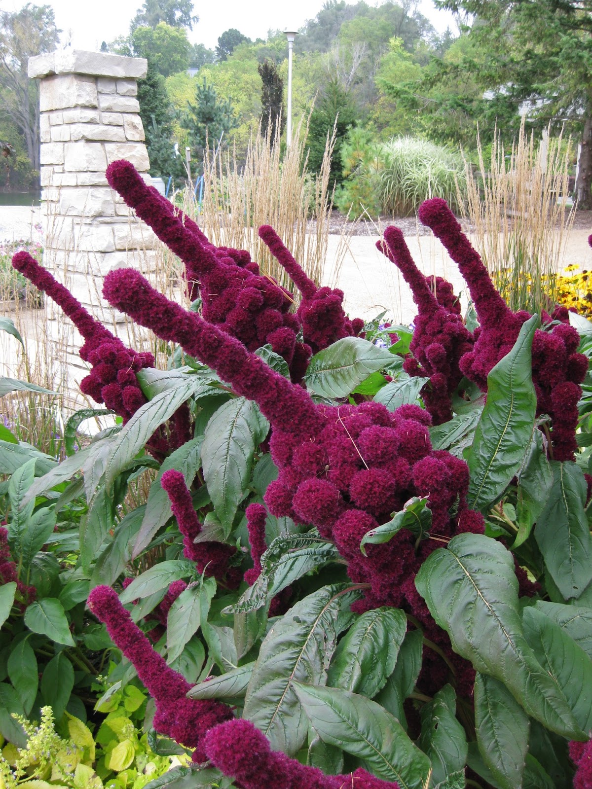 Rotary Botanical Gardens - Hort Blog: Amazing Amaranths