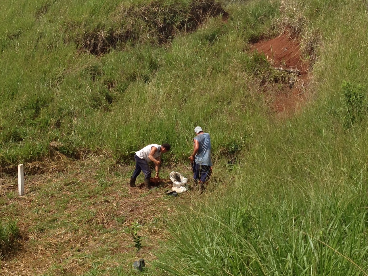 Costa Rica Invest: More orange tree planting