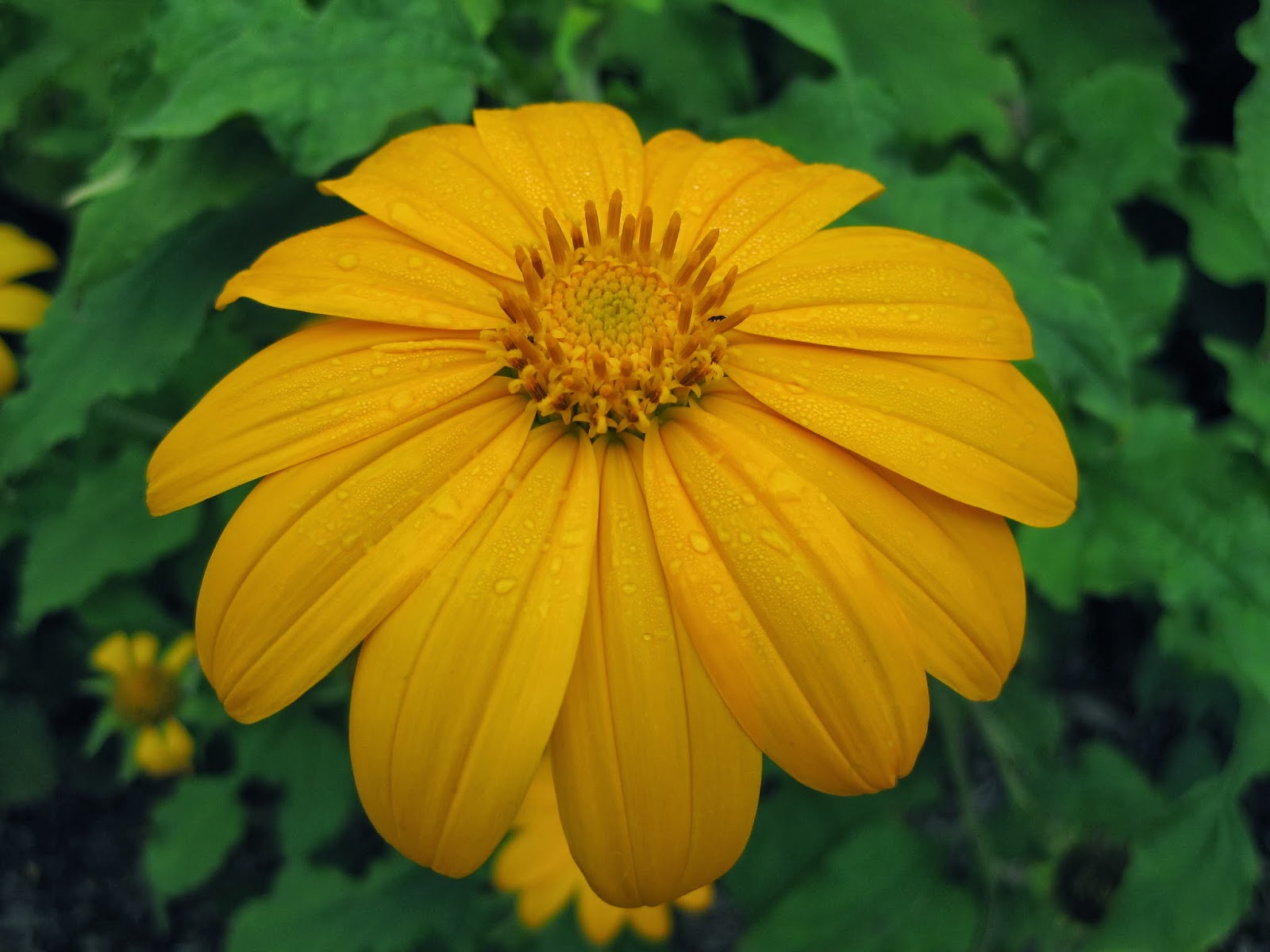 Rotary Botanical Gardens - Hort Blog: Tease Monarchs With Tithonia