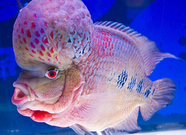 Discover Mass of Funny Facebook Status And Funny Jokes,Quotes: Funny Fishes