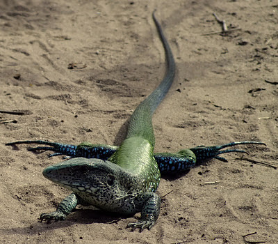 FOTOS DA CHAPADA DIAMANTINA - BAHIA - BRASIL.: Calango-verde (Ameiva ...