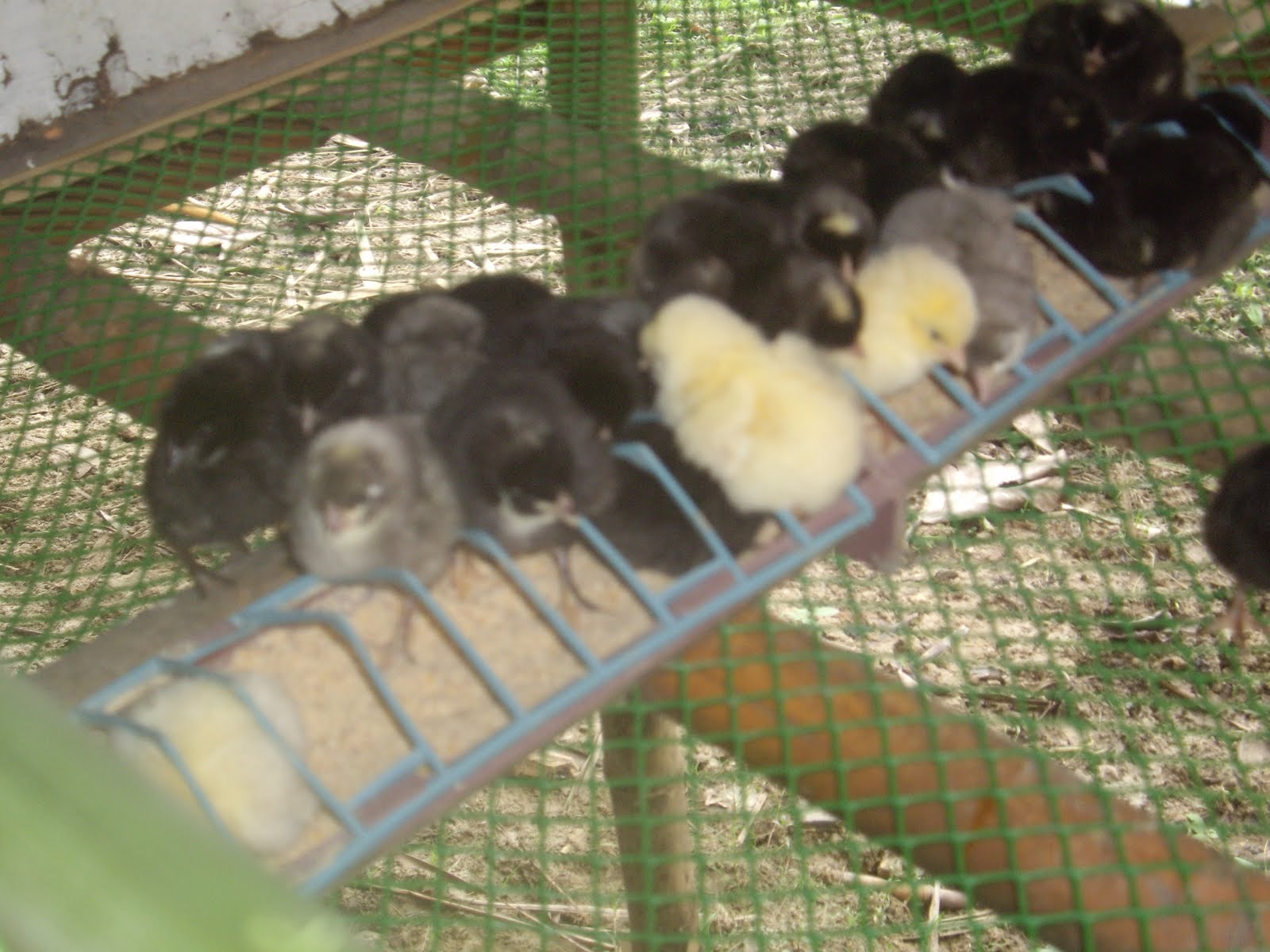 Jonabe Freerange Chicken: The first Dominant CZ in Cebu Island