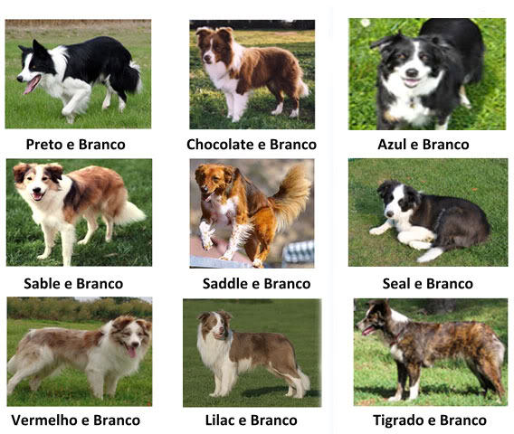 Veterinaria Fatudo: Os inteligentes Border Collies