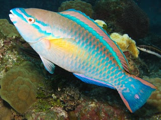 Parrotfish - Fishes