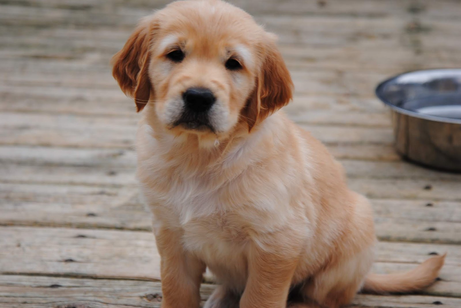 Mary Barrett Tidewater Golden Retrievers