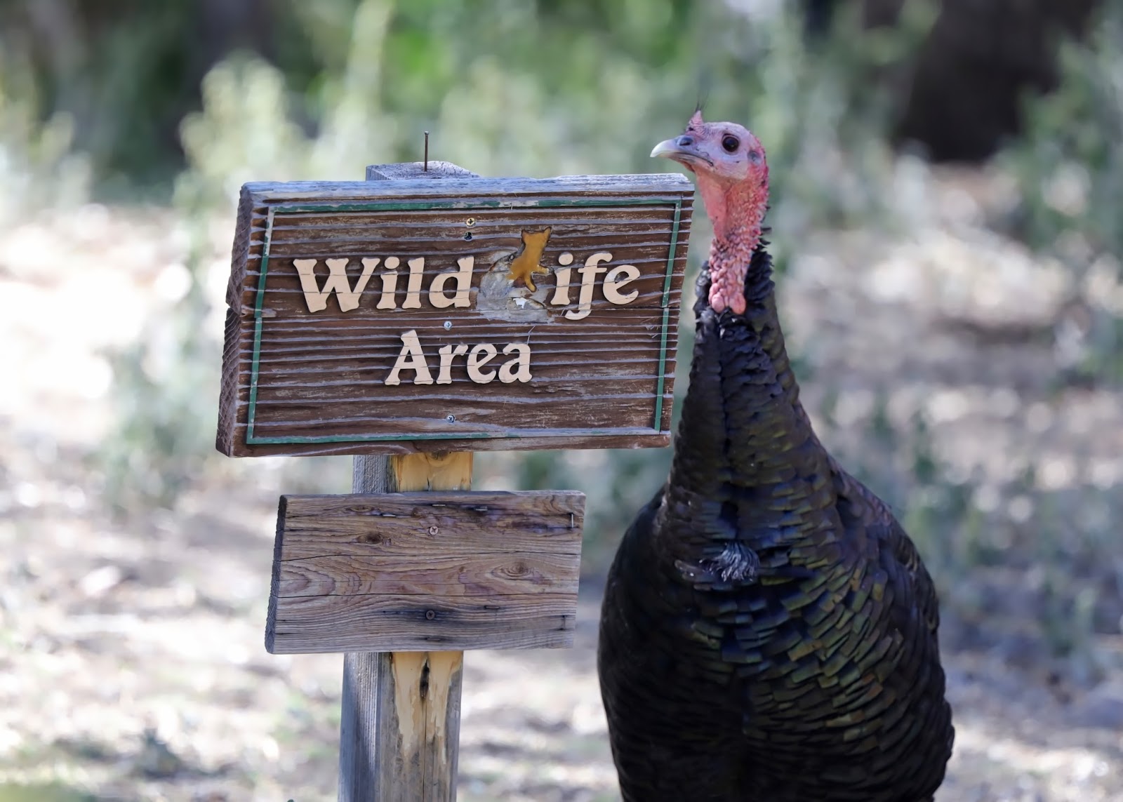 The Azure Gate: Animal Signs: Wild Turkey