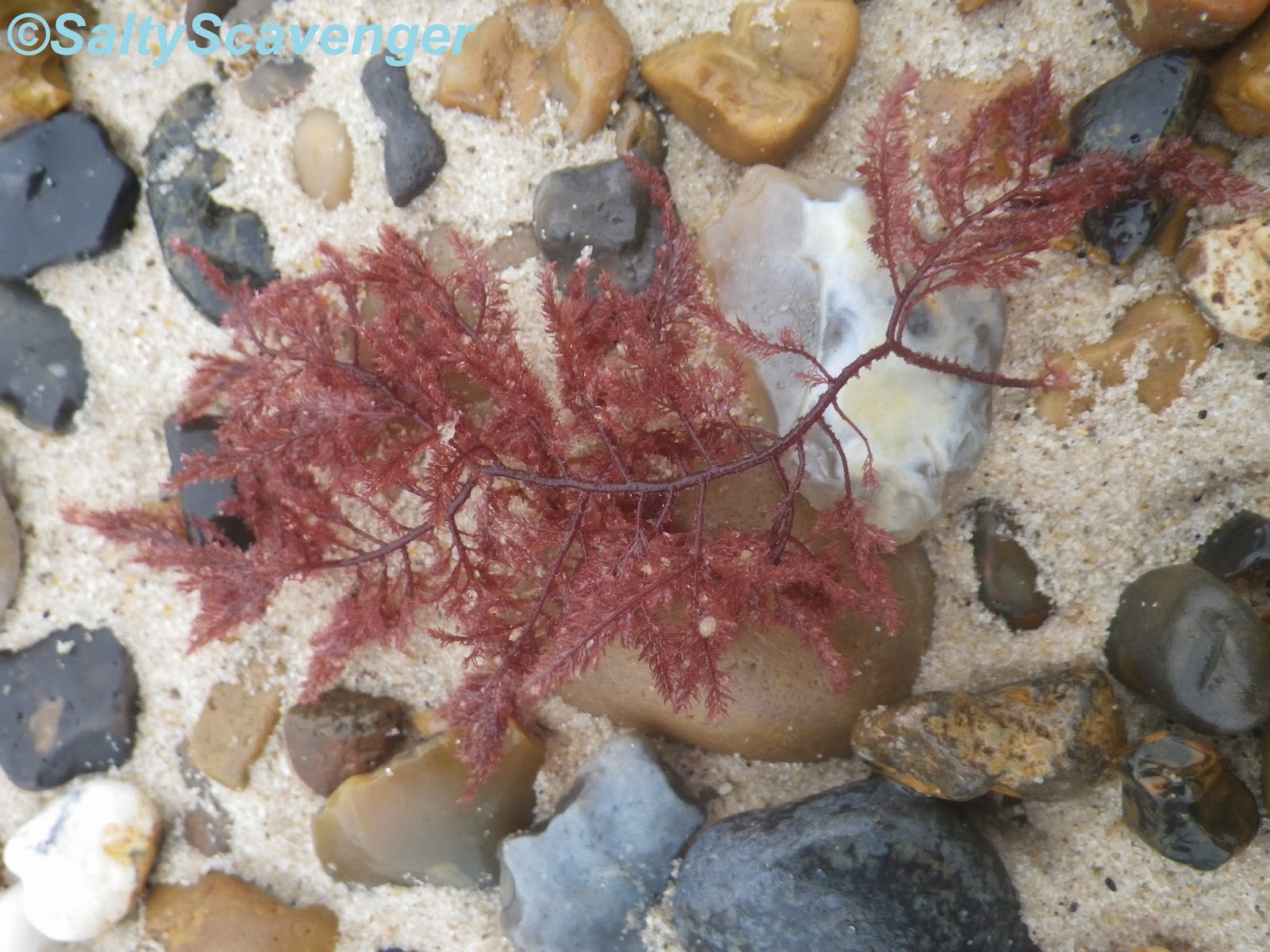 Rock Pooling: Red Seaweed Identification