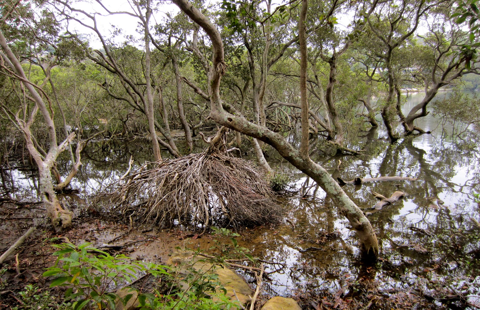 Carolle's Walking Group: 25 Tambourine Bay Park Walk