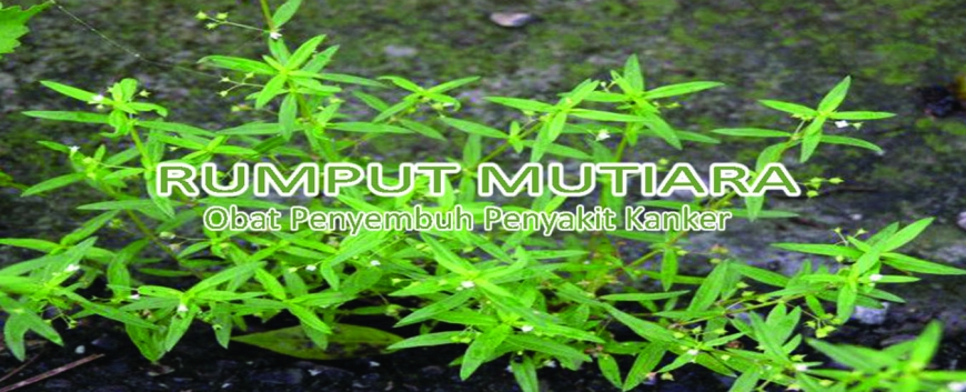 RUMPUT MUTIARA