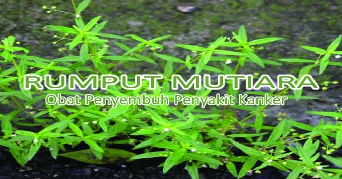 RUMPUT MUTIARA