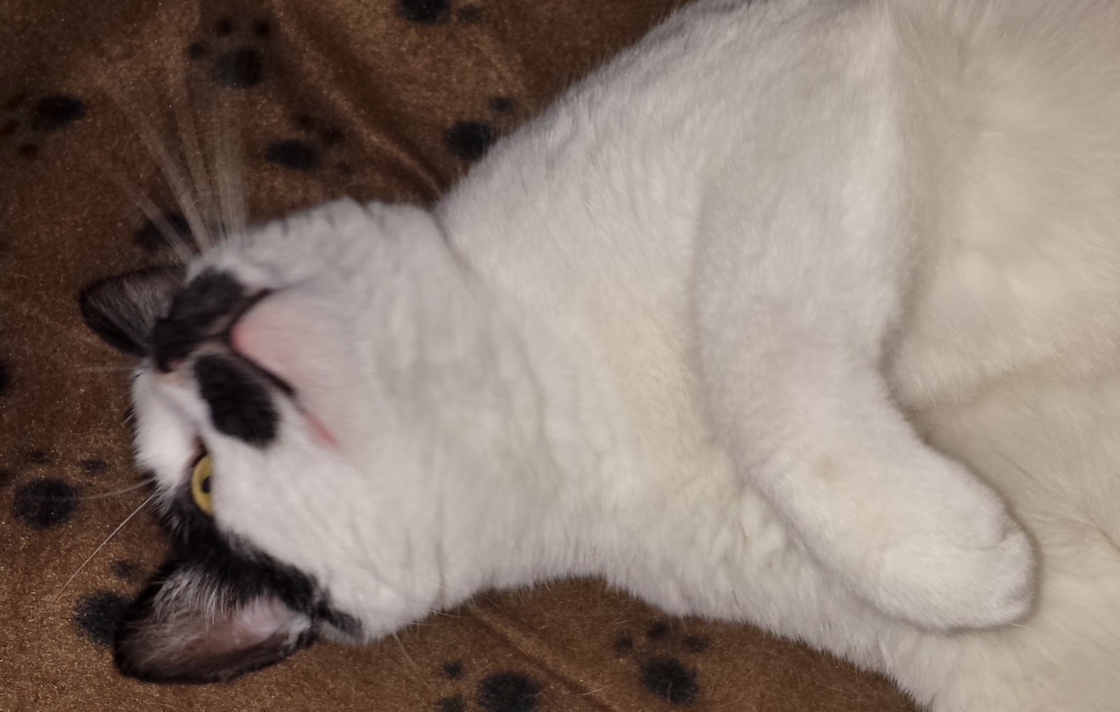 Inky Whisker's Musings: Monday Quickie ~ Masquerade on the Moon