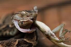 Zoological Investigations: Fer-de-lance