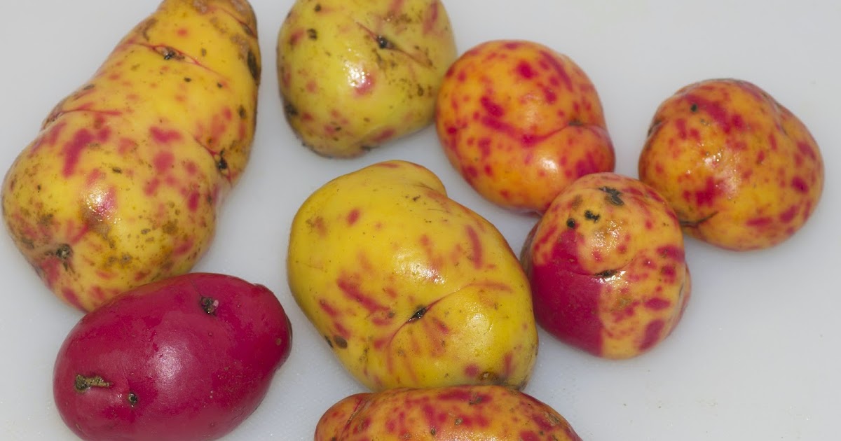 Ulluco (Ullucus tuberosus)