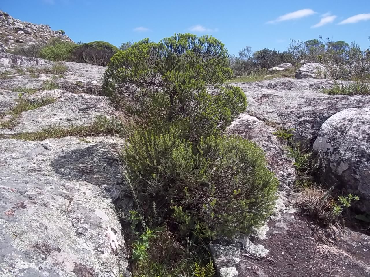 Preservemos el Monte Serrano : Monte Serrano- Minas