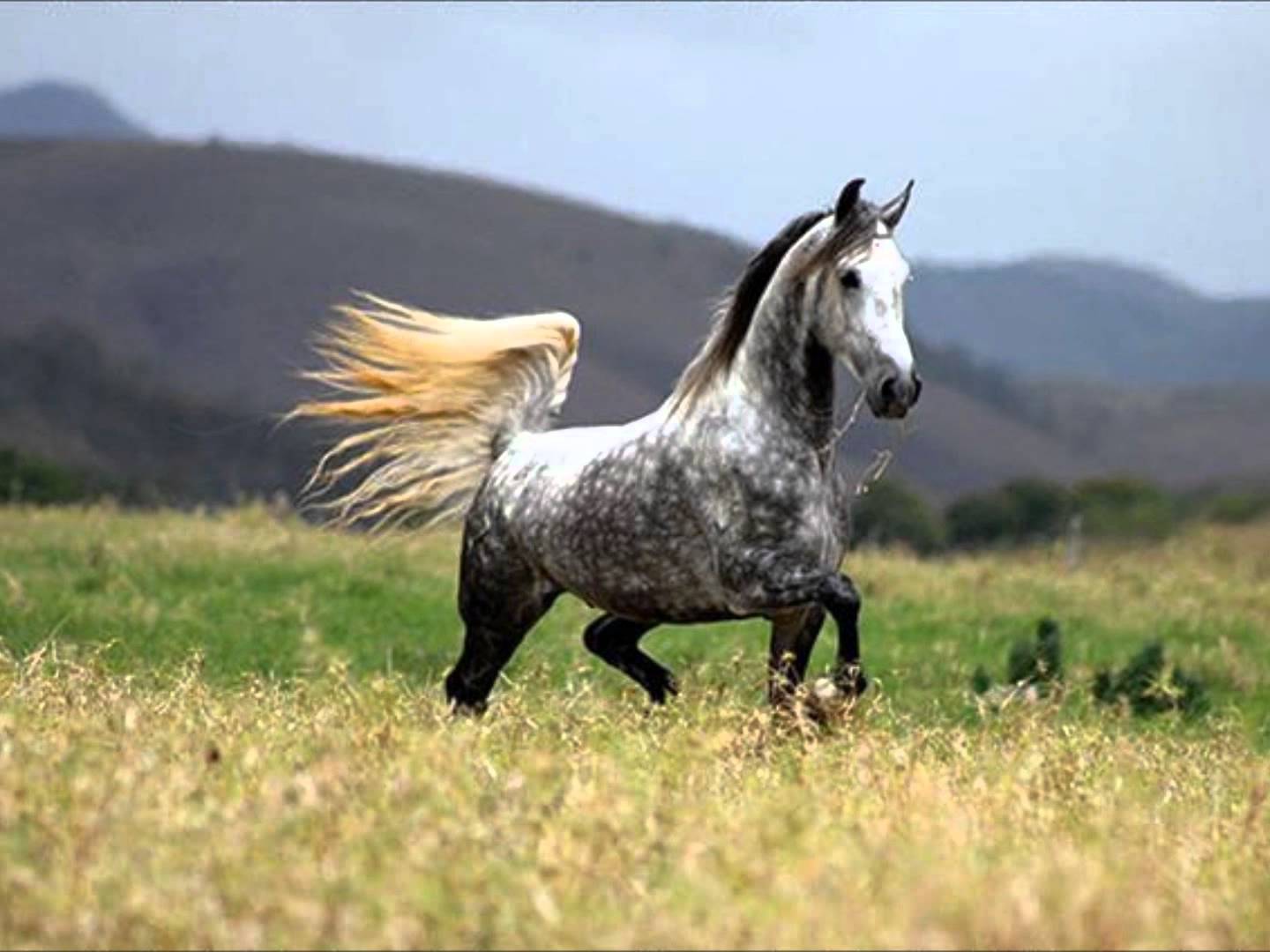 LOS 8 CABALLOS MAS BELLOS DEL MUNDO