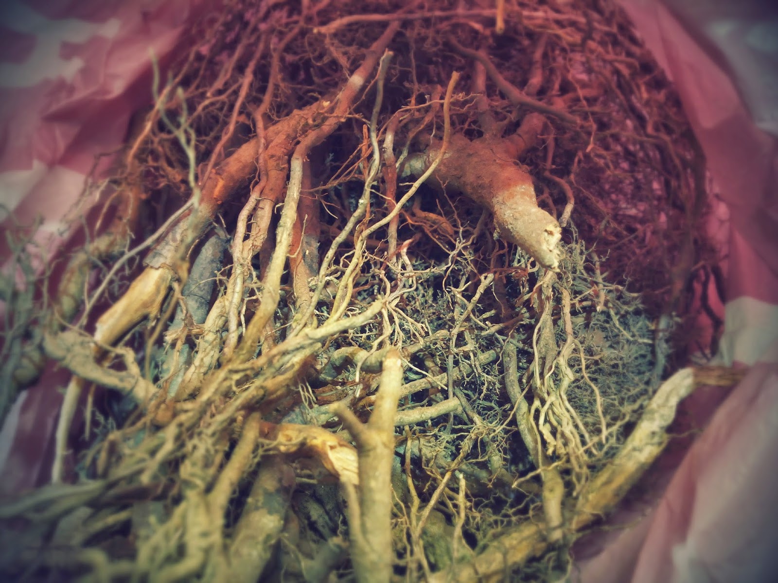 MASSIVE VOODOO: Tutorial: How to find good roots?