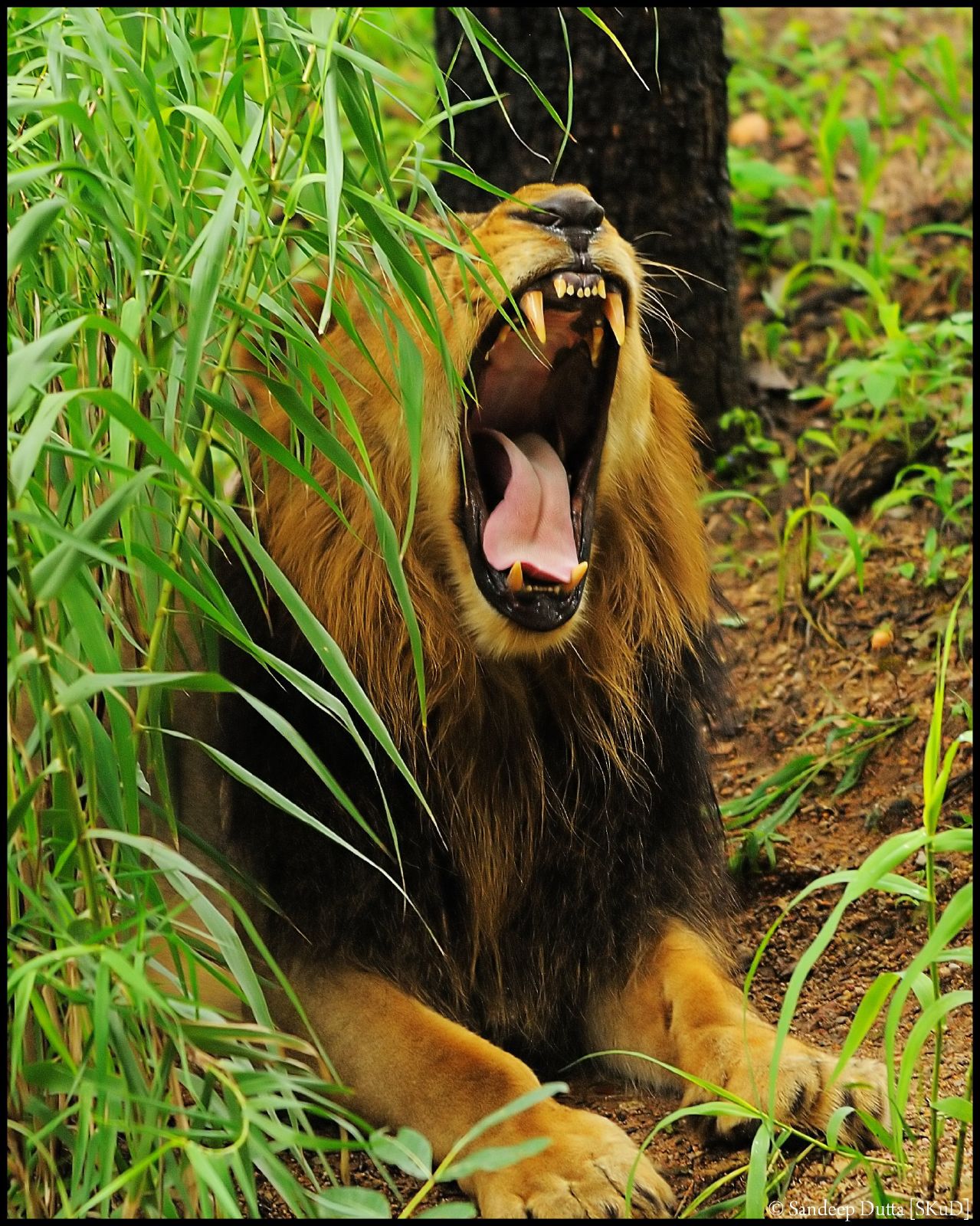 Picture Zoo: Animals World