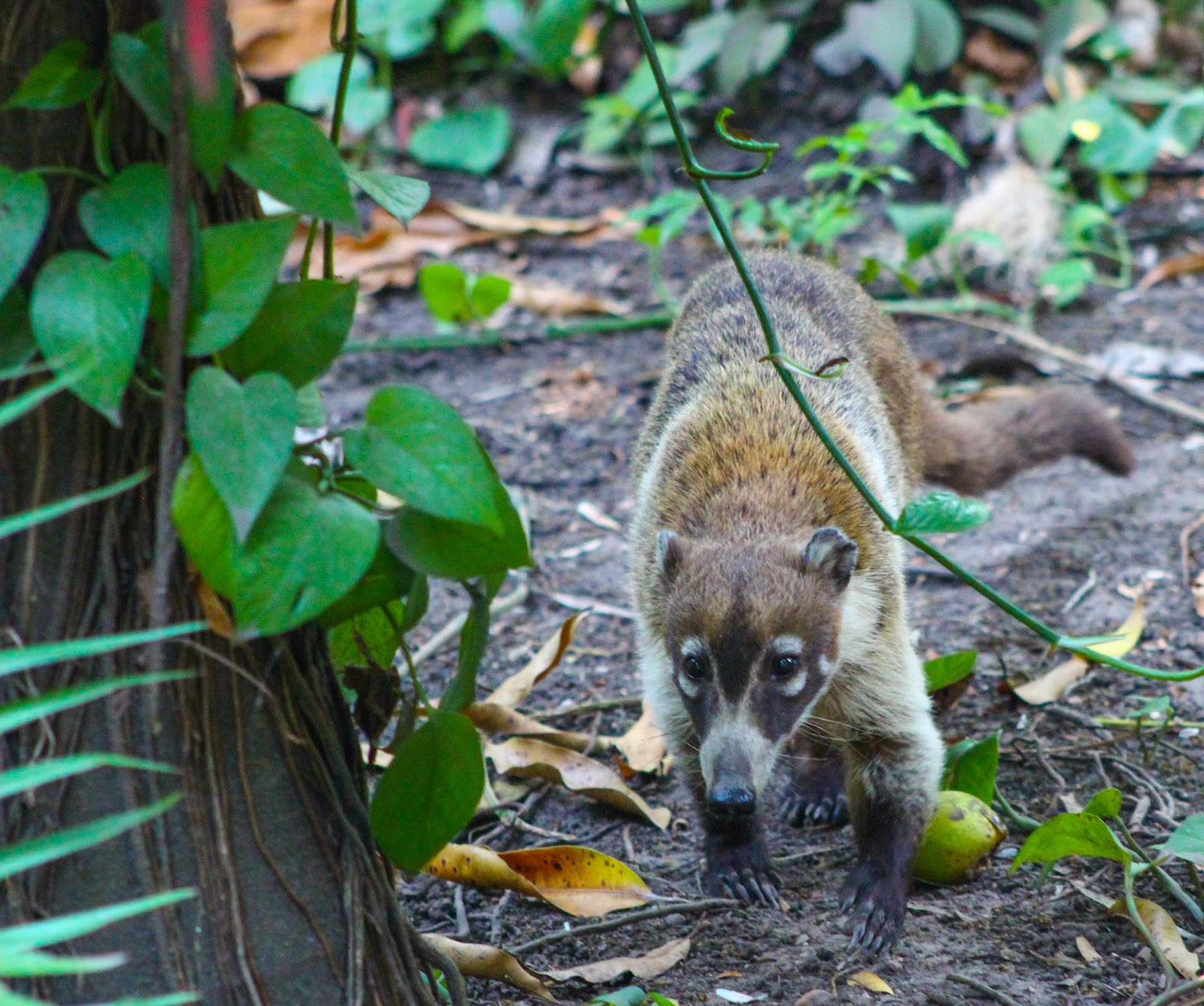 Cannundrums: White-Nosed Coati or Coatimundi