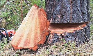 Hands On Math: Tree Cutting Activity Using Mathematics