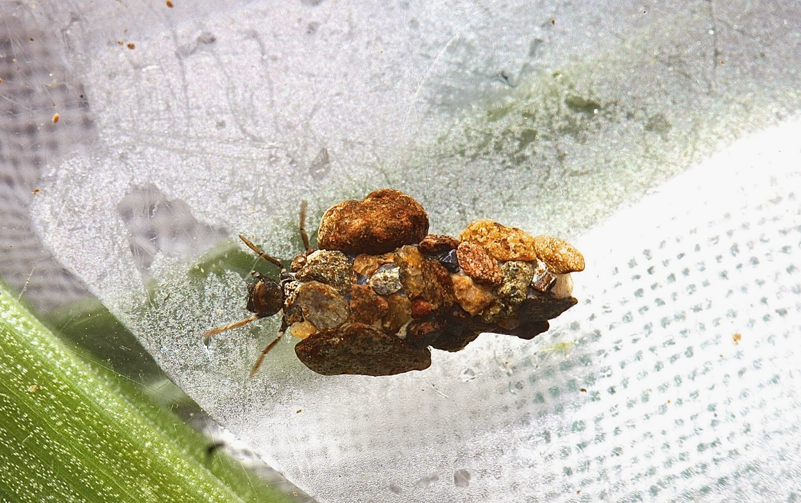 Aquatic Insects of Central Virginia: Apataniids, Goerids, Uenoids and ...