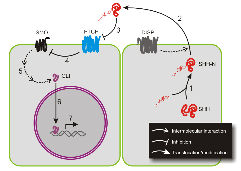 modern steroid science: Cyclopamine, a Potent Antagonist of the ...