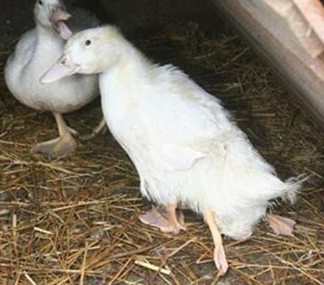 Petani selamatkan itik berkaki empat dari jadi santapan - Unikversiti