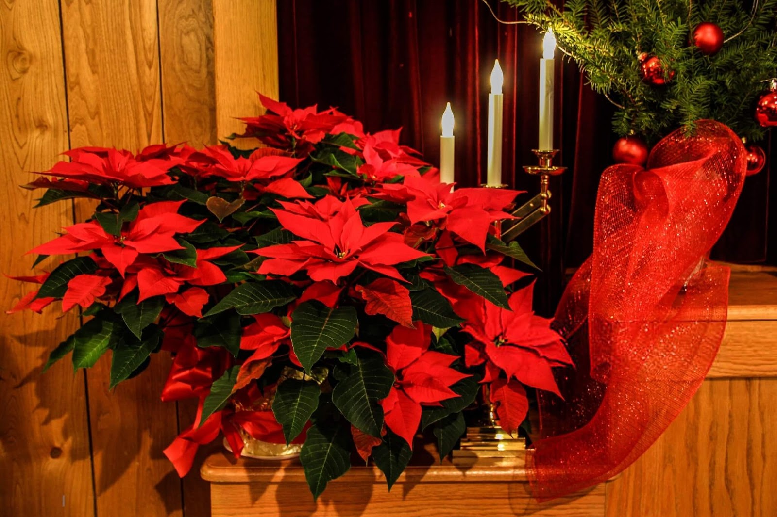 Beautiful Images of Christmas Flowers Free Download