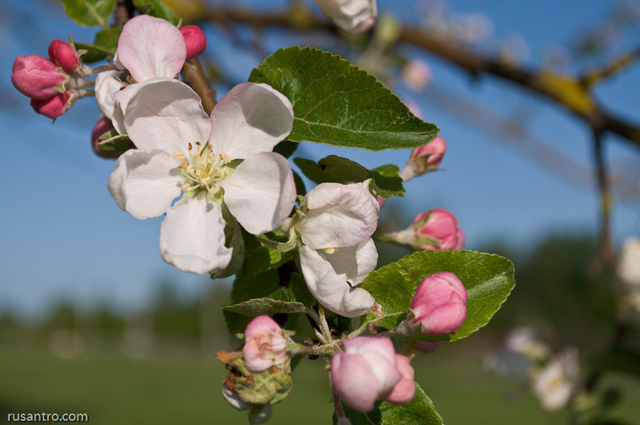 Pavasaris fotogrāfijās