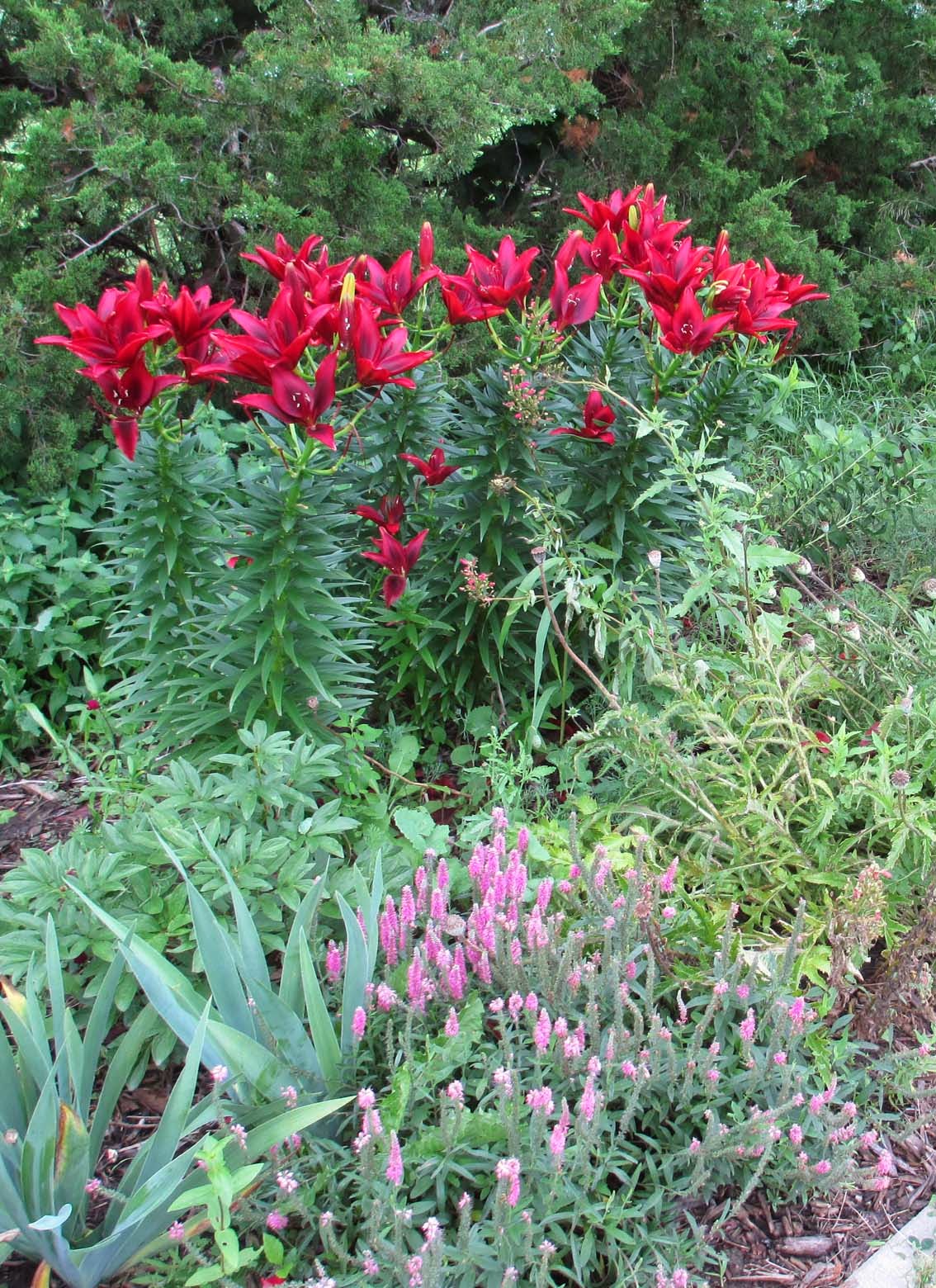 Garden Fancy: July 2014