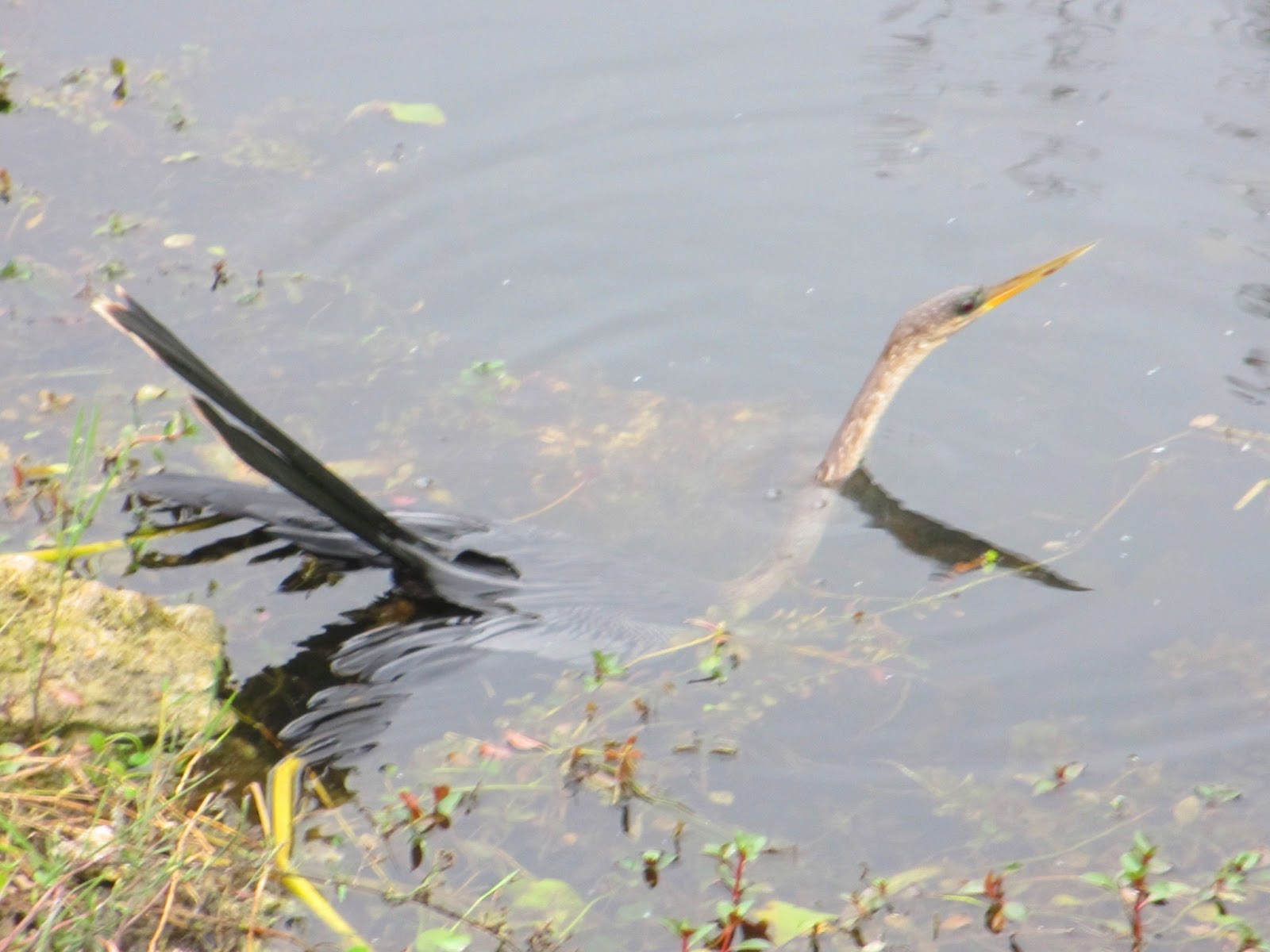 Cannundrums: Anhinga or American Darter