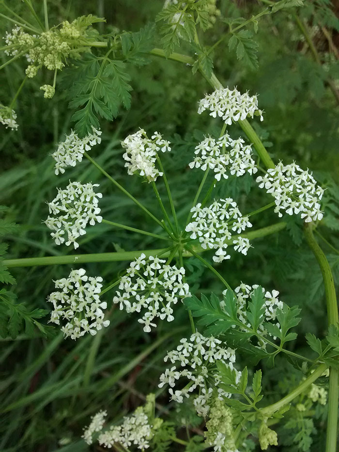 Badia Verde: Cicuta (Conium maculatum)