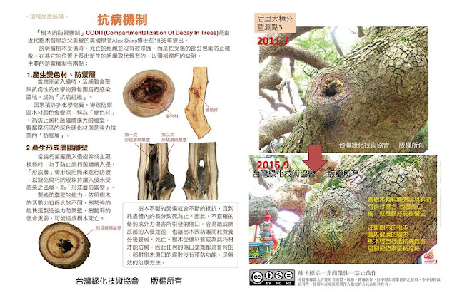 台灣綠化技術協會: 【樹，才是最好的樹醫】