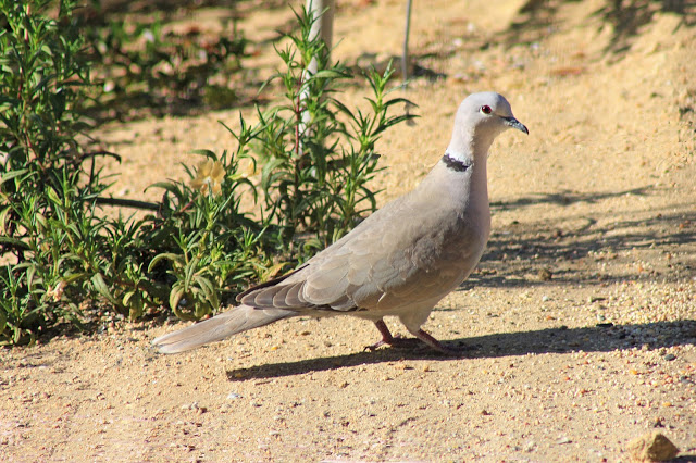 Camissonia's Critter Life List: Streptopelia risoria (Ringed Turtle Dove)