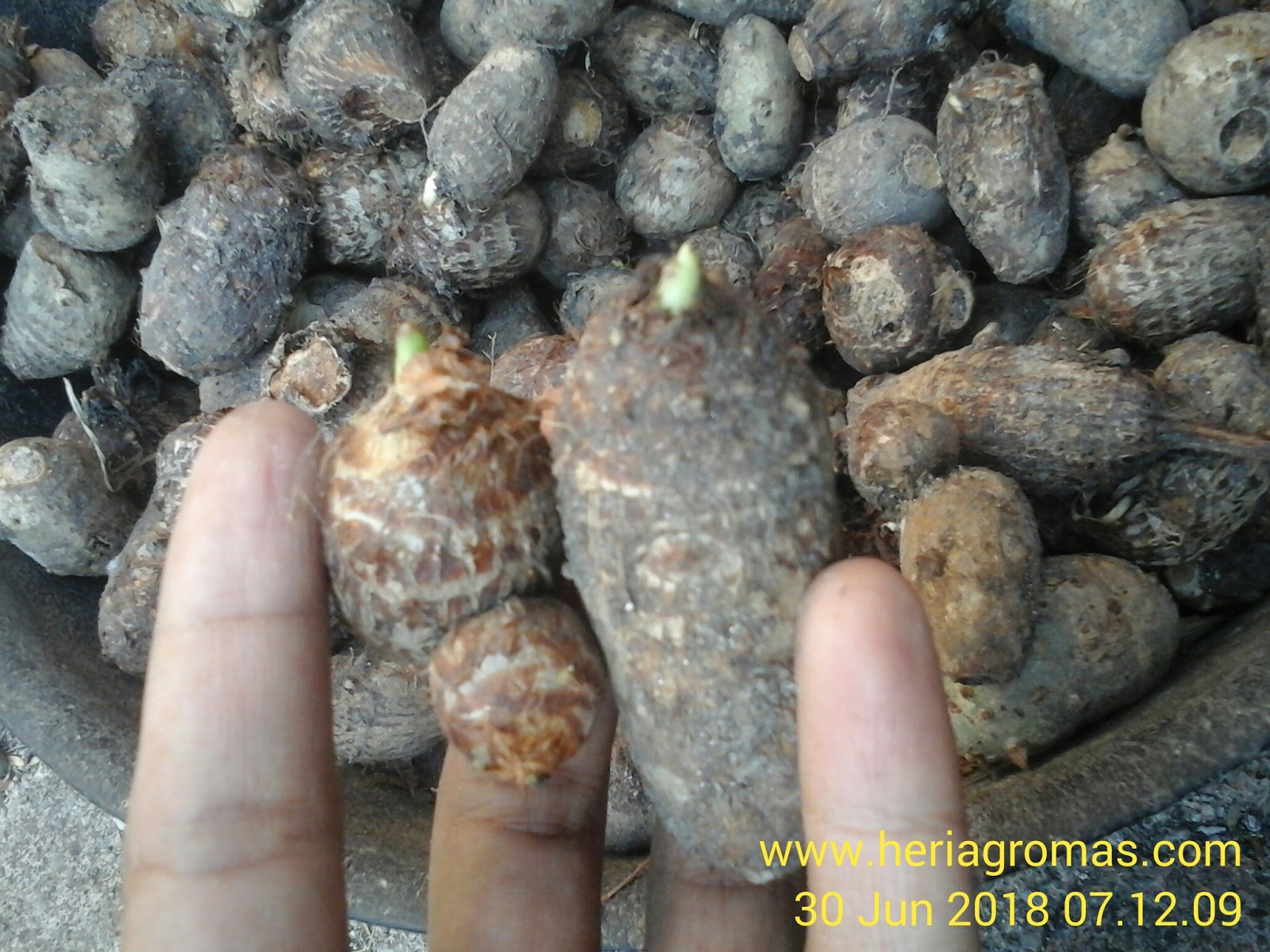 Photo Dokumentasi Proses Pembibitan Talas Jepang Satoimo di Lamongan ...