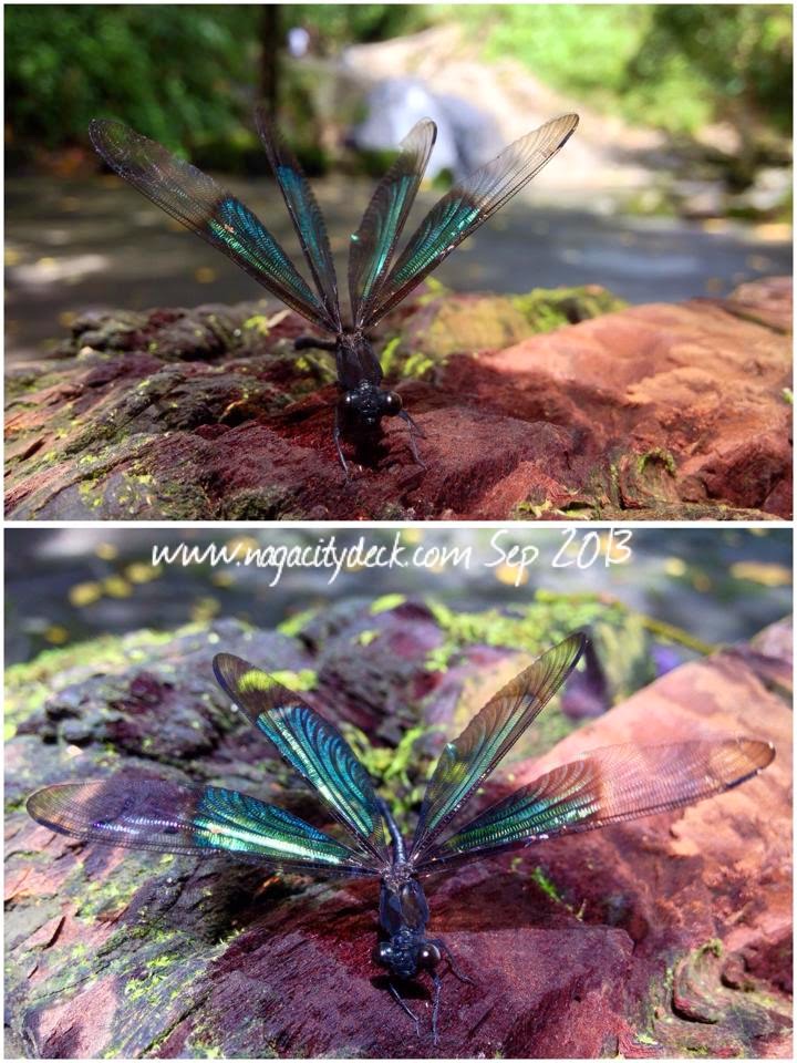 Guide to Consocep Mountain Resort / Falls ~ Naga City Deck