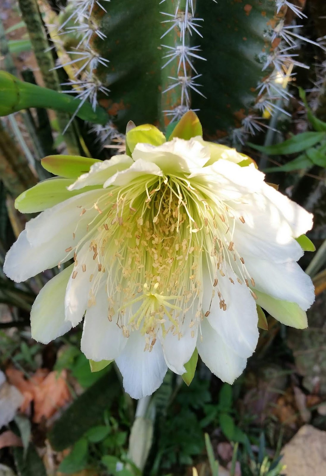 Warisan Petani: Pokok Kaktus Berbunga.