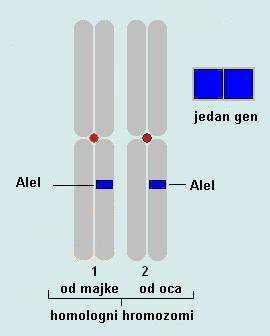Istilah Dalam Genetika