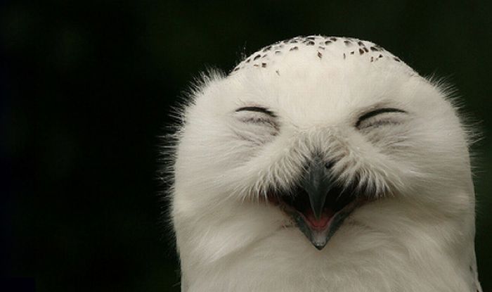 Laughing Owls [31 Pics] | ALL PHOTOZ