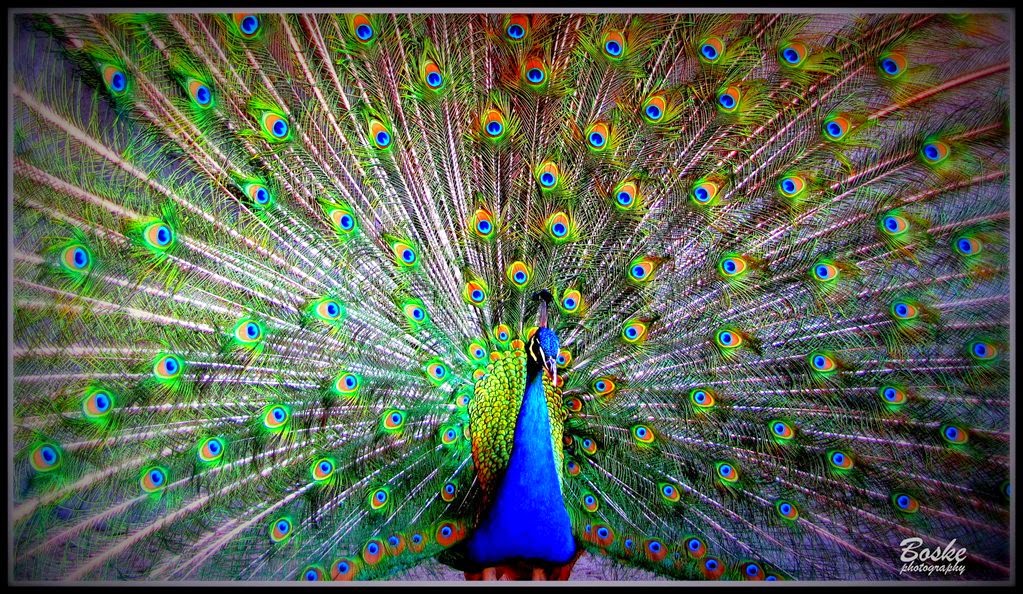 Hobby: 18 lucruri inedite despre pauni