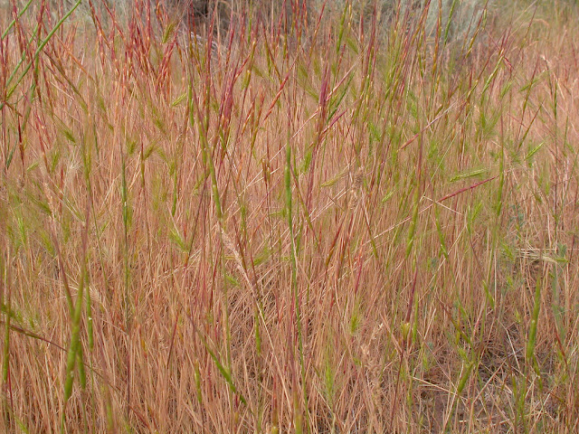 Earth and Space News: Americanized Jointed Goatgrass Gardens Away From ...