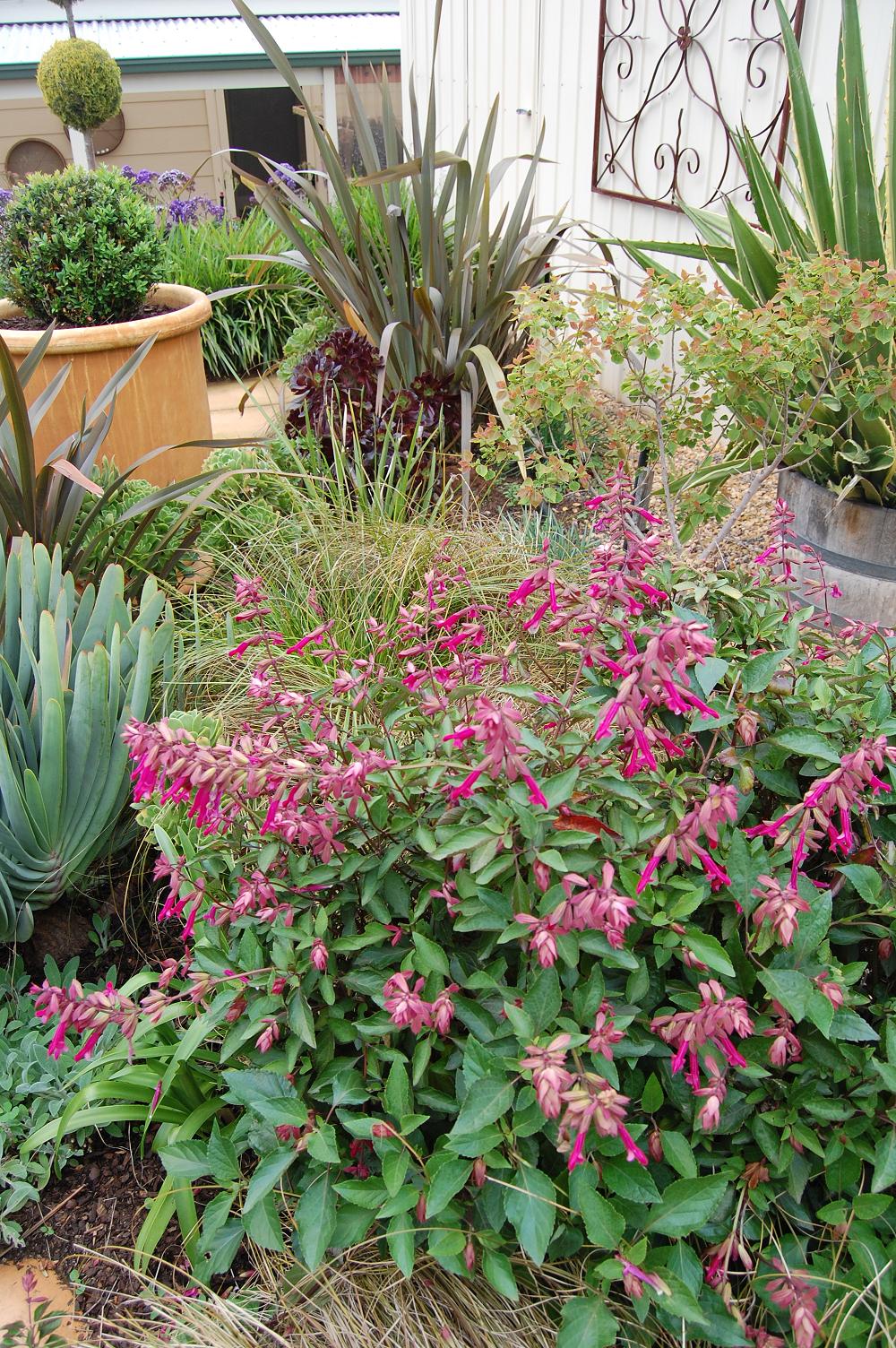 Serenity Nursery Blog: Salvia ' Wendy's Wish'