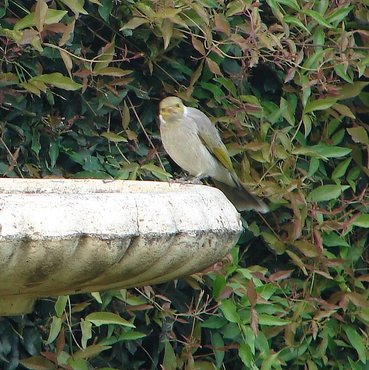 Snap Happy Birding: Eleven Bird Types