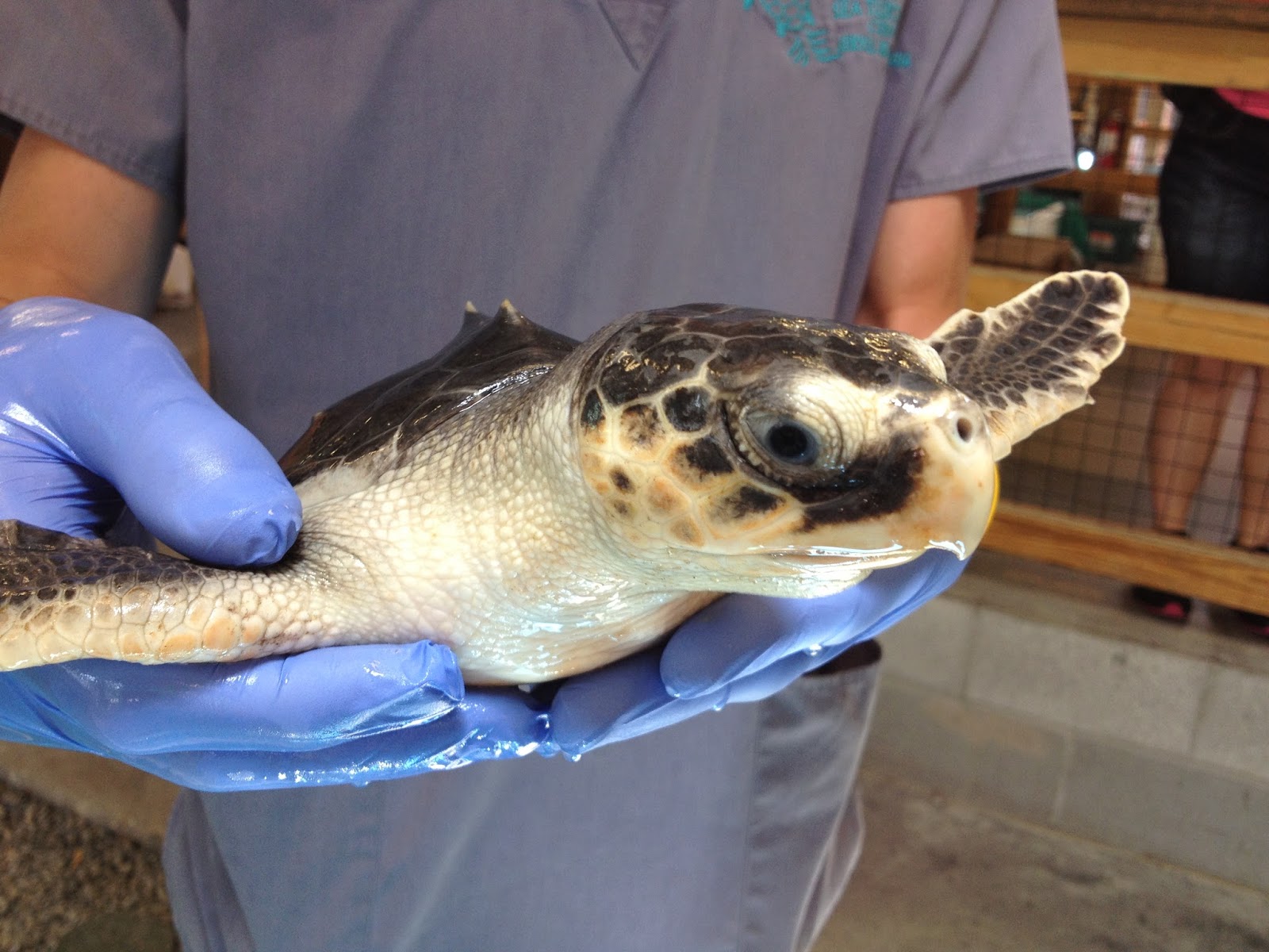 Condran, Condren, Condrin, Condron One-Name Study: A turtle called Condron