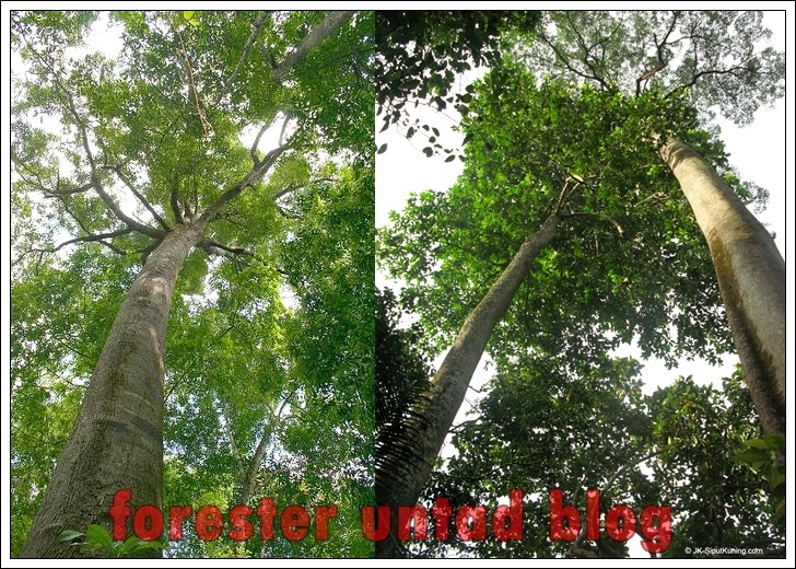 Jenis-jenis Pohon Meranti (Shorea) dan Klasifikasinya ~ FORESTER UNTAD BLOG